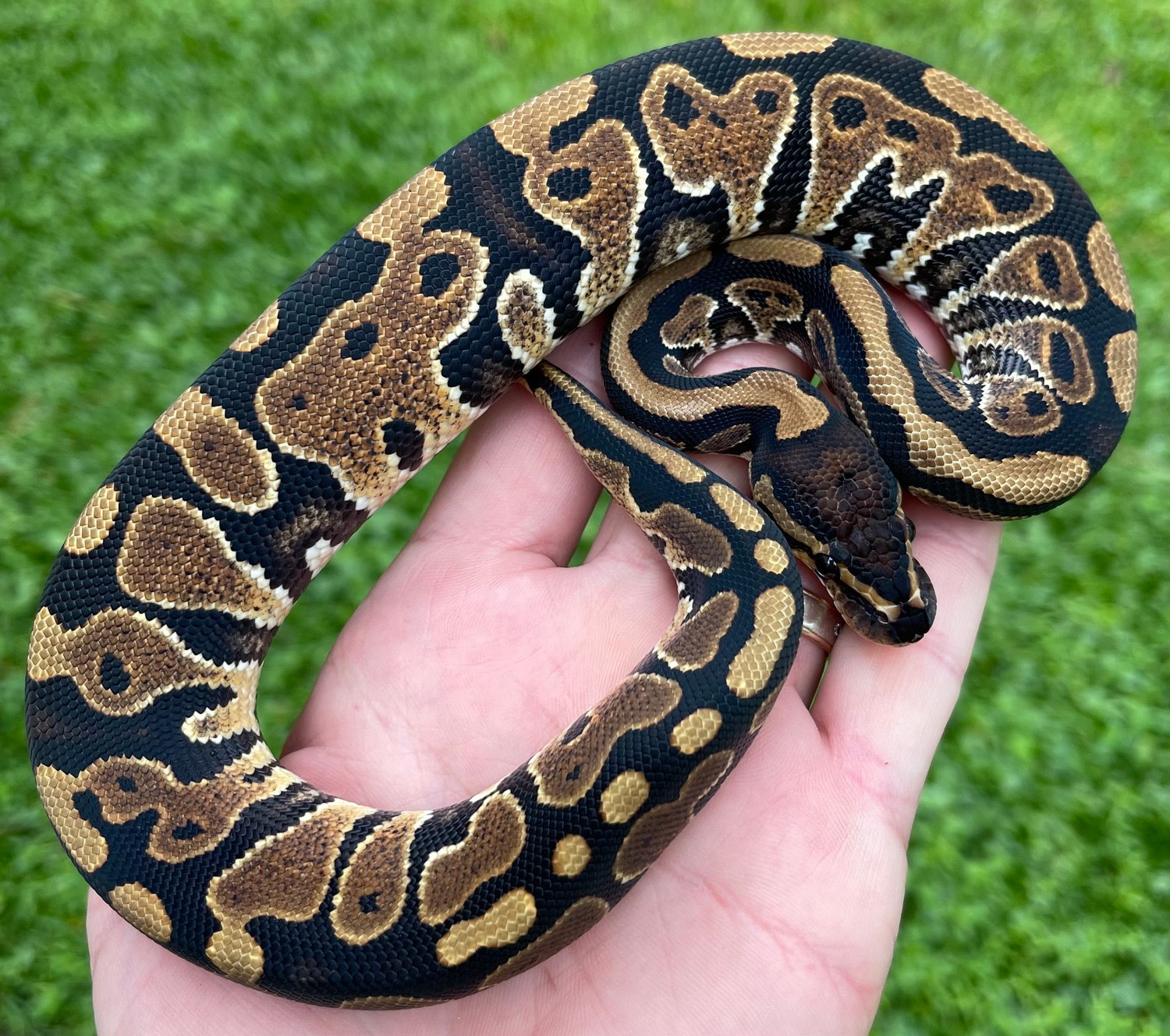 Gravel Ball Python by Constricted Reptiles - MorphMarket