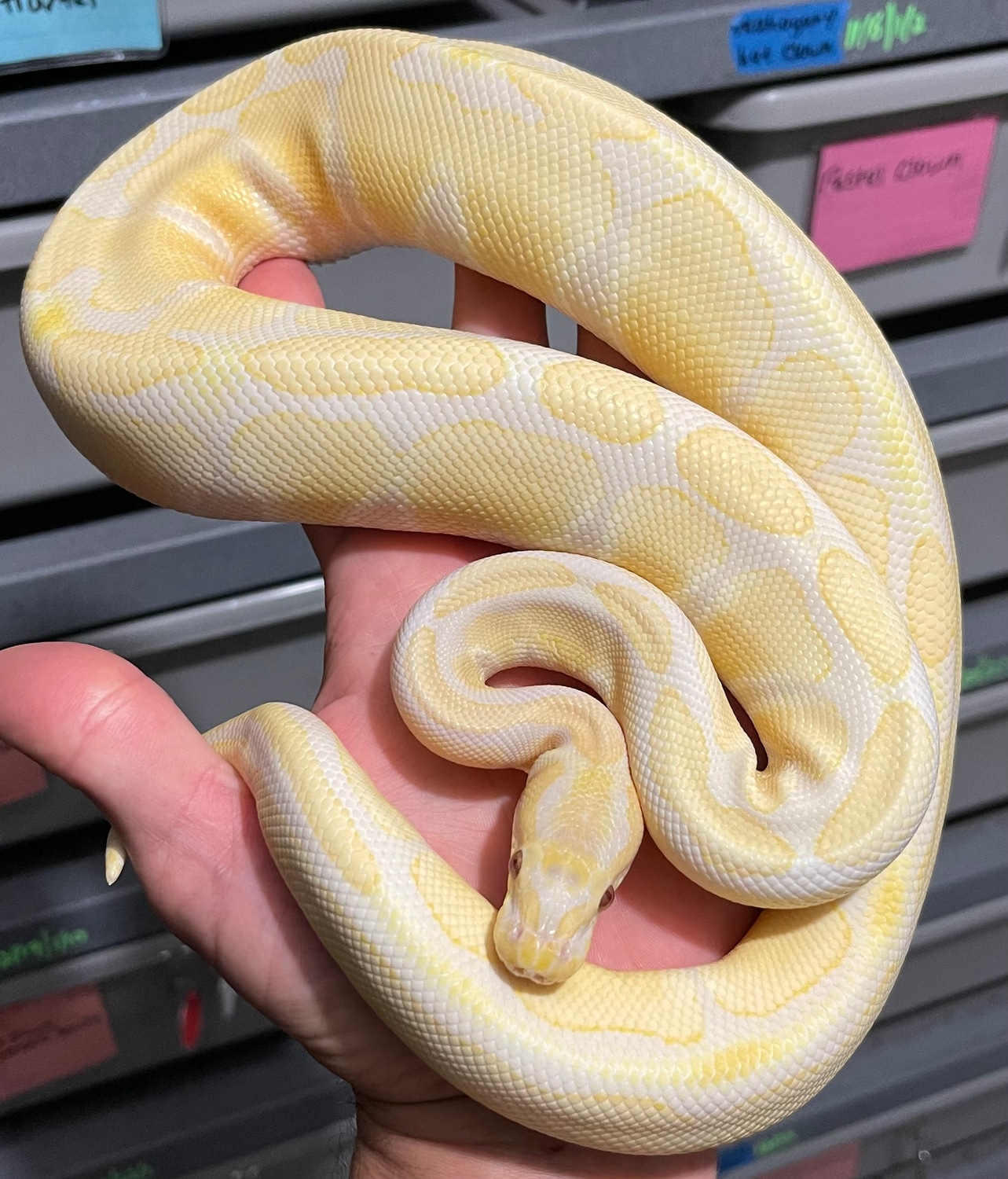 Lavender Ball Python by Constricted Reptiles - MorphMarket