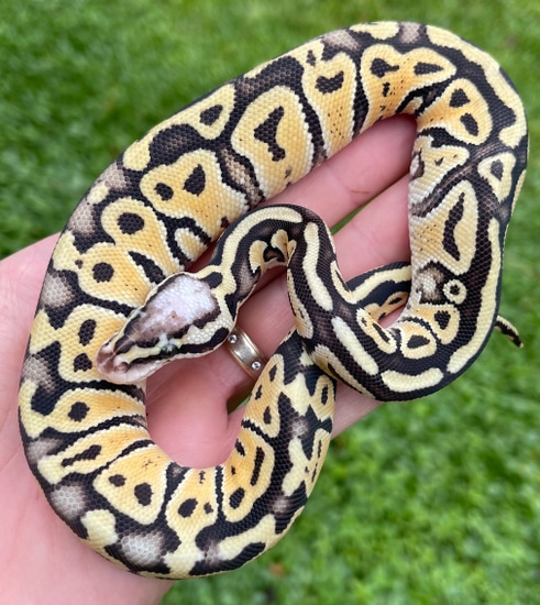 Super Pastel 66% Double Het Clown Genetic Stripe Ball Python by ...