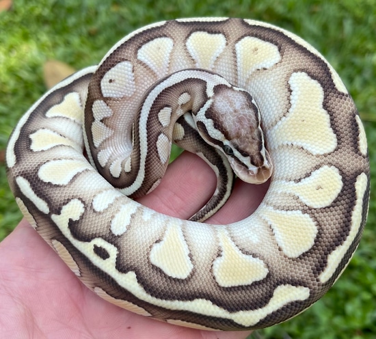 Pastel Butter 66% Double Het Clown Genetic Stripe Ball Python by ...