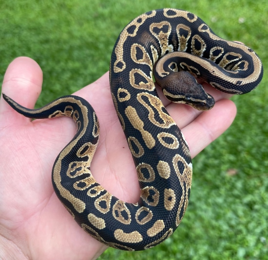 Trick Double Het Vpi Axanthic Pied Ball Python by Constricted Reptiles
