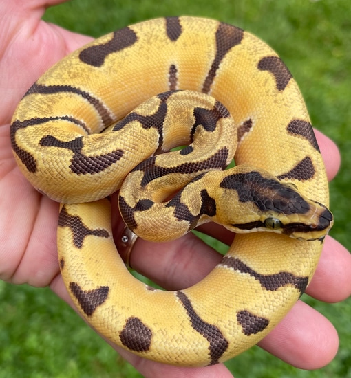 Orange Dream Super Enchi Het Hypo Ball Python by Constricted Reptiles