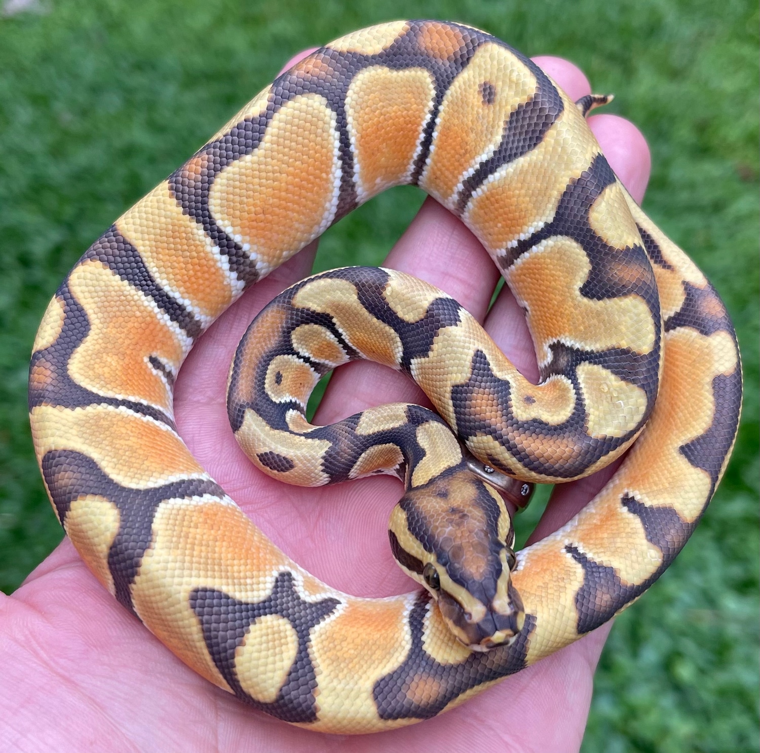 Orange Dream Enchi Hypo Ball Python by Constricted Reptiles - MorphMarket