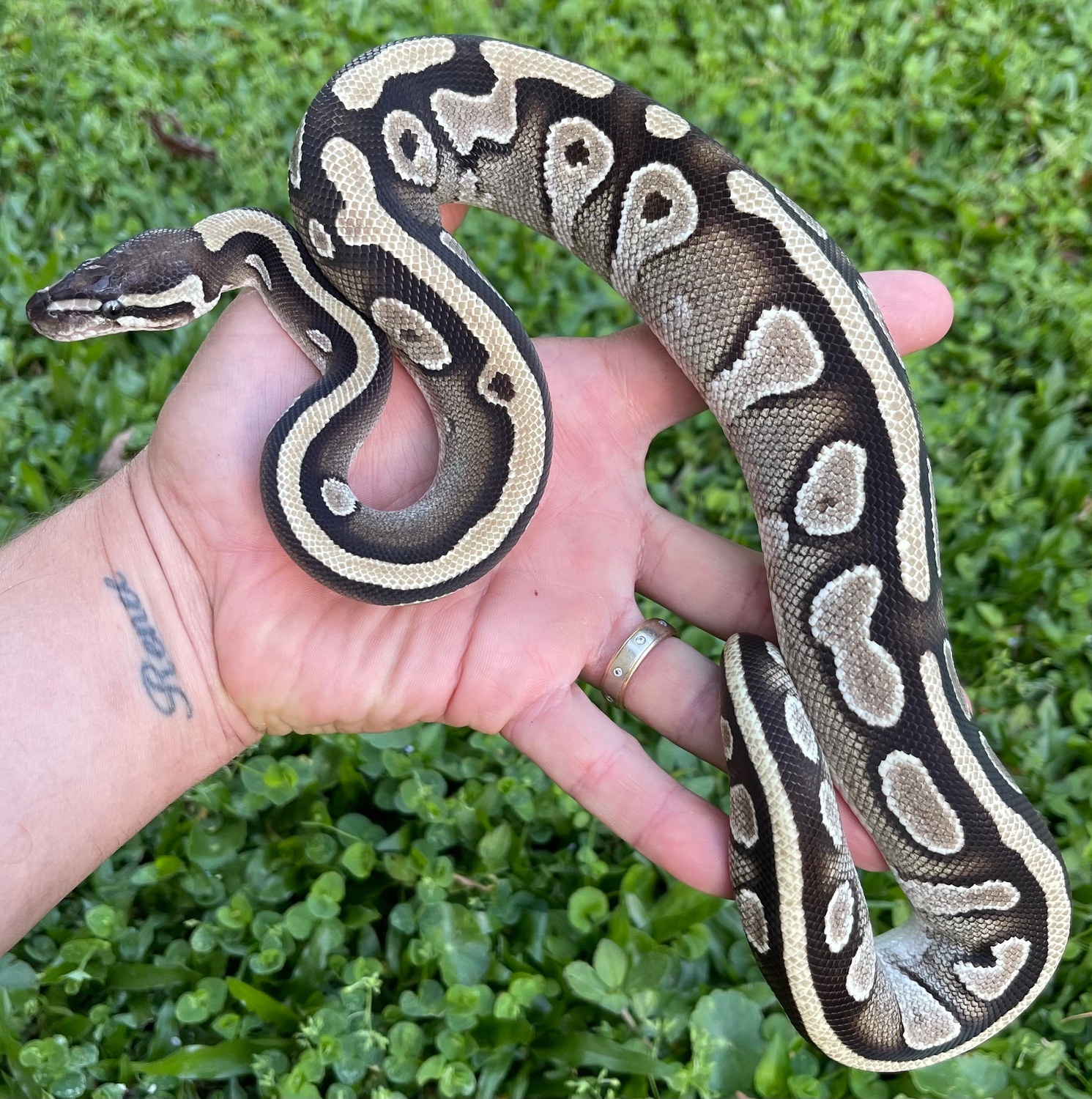 Mojave Double Het Vpi Axanthic Pied Ball Python by Constricted Reptiles ...