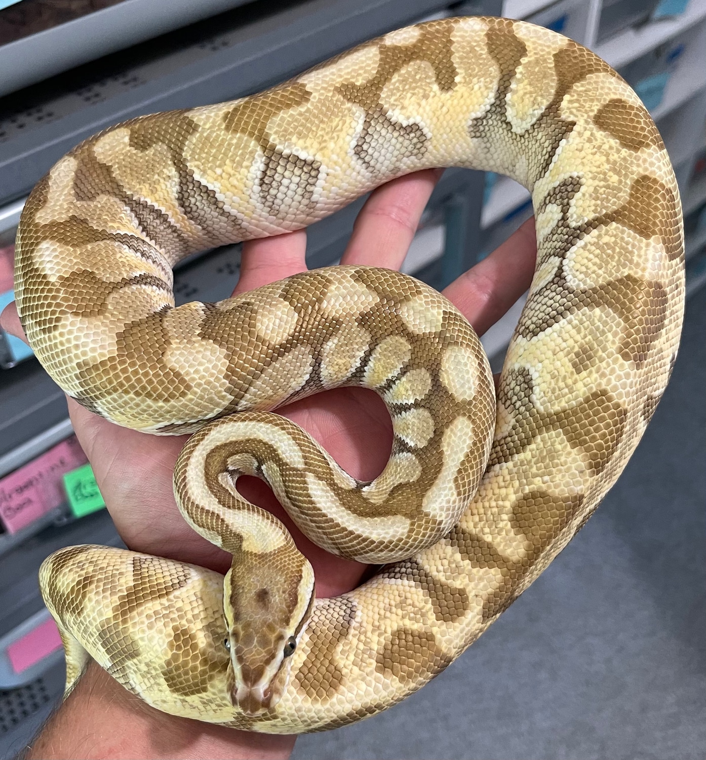 Spotnose Enchi Lesser Het Clown Ball Python by Constricted Reptiles ...