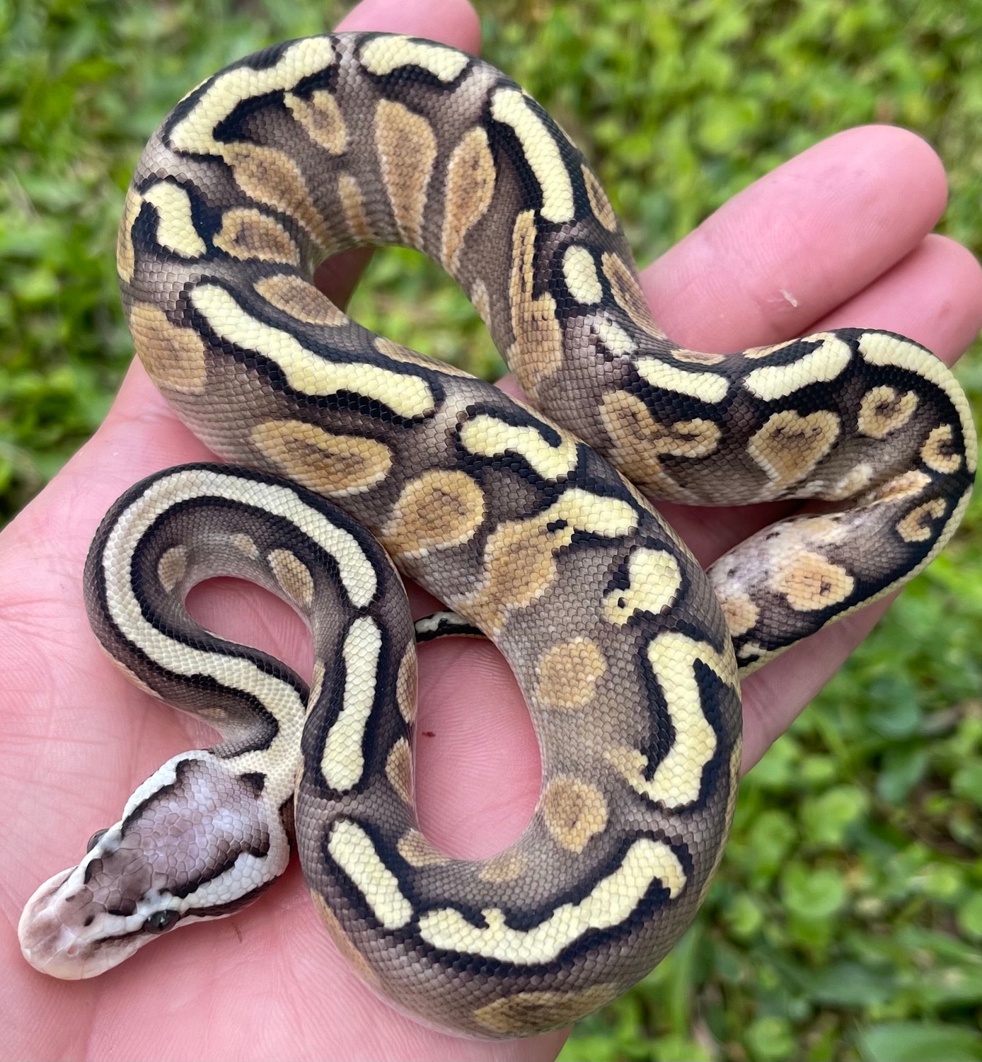Ghi Specter Pastel Ball Python by Constricted Reptiles - MorphMarket