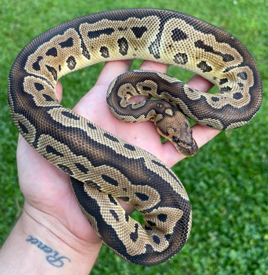 Clown Ball Python by Constricted Reptiles