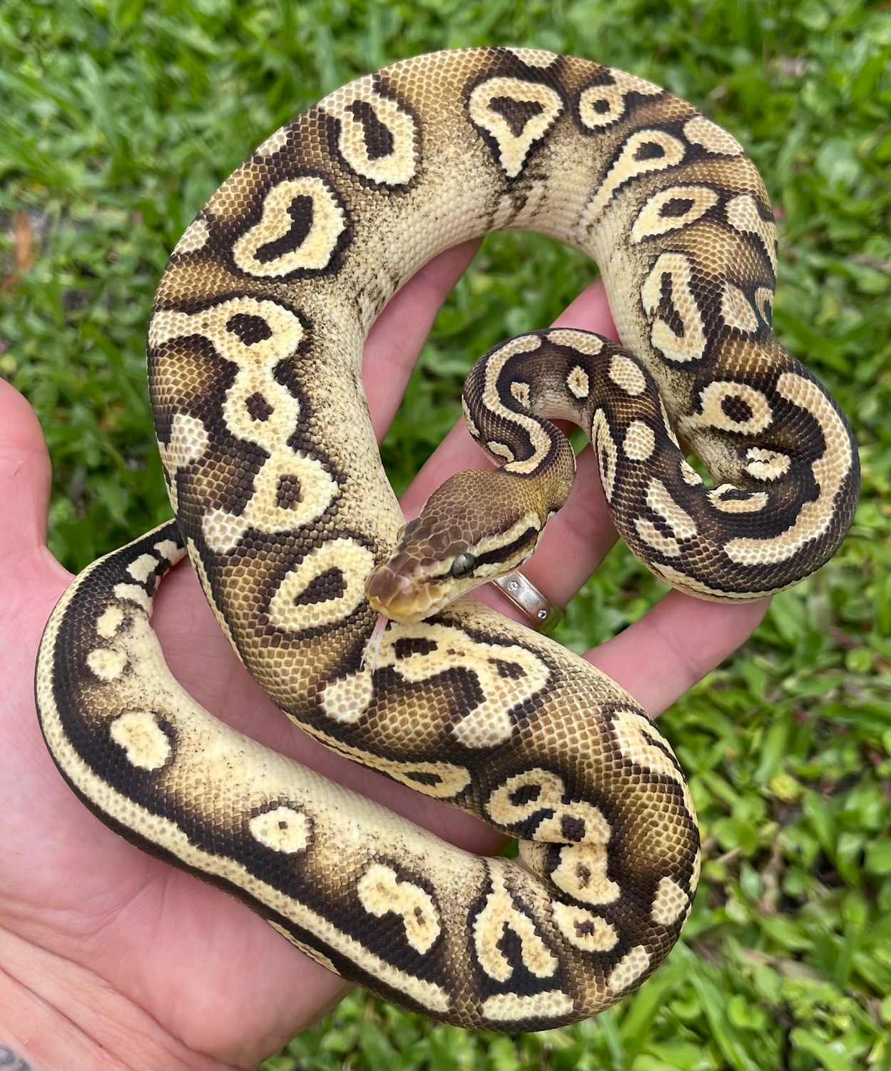 Gravel Pastel Mojave Ball Python by Constricted Reptiles - MorphMarket