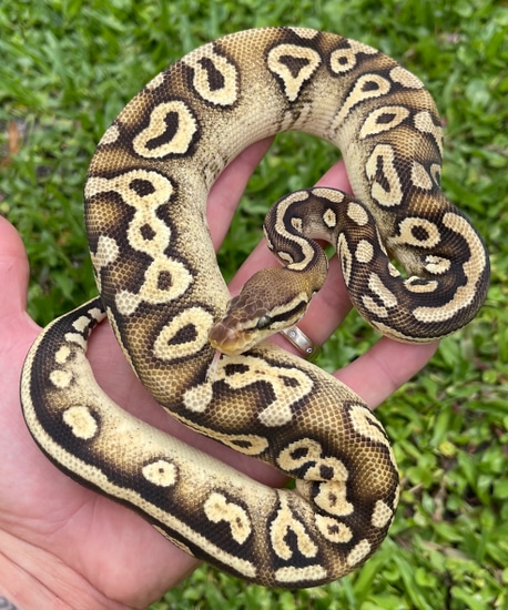 Gravel Pastel Mojave Ball Python by Constricted Reptiles - MorphMarket
