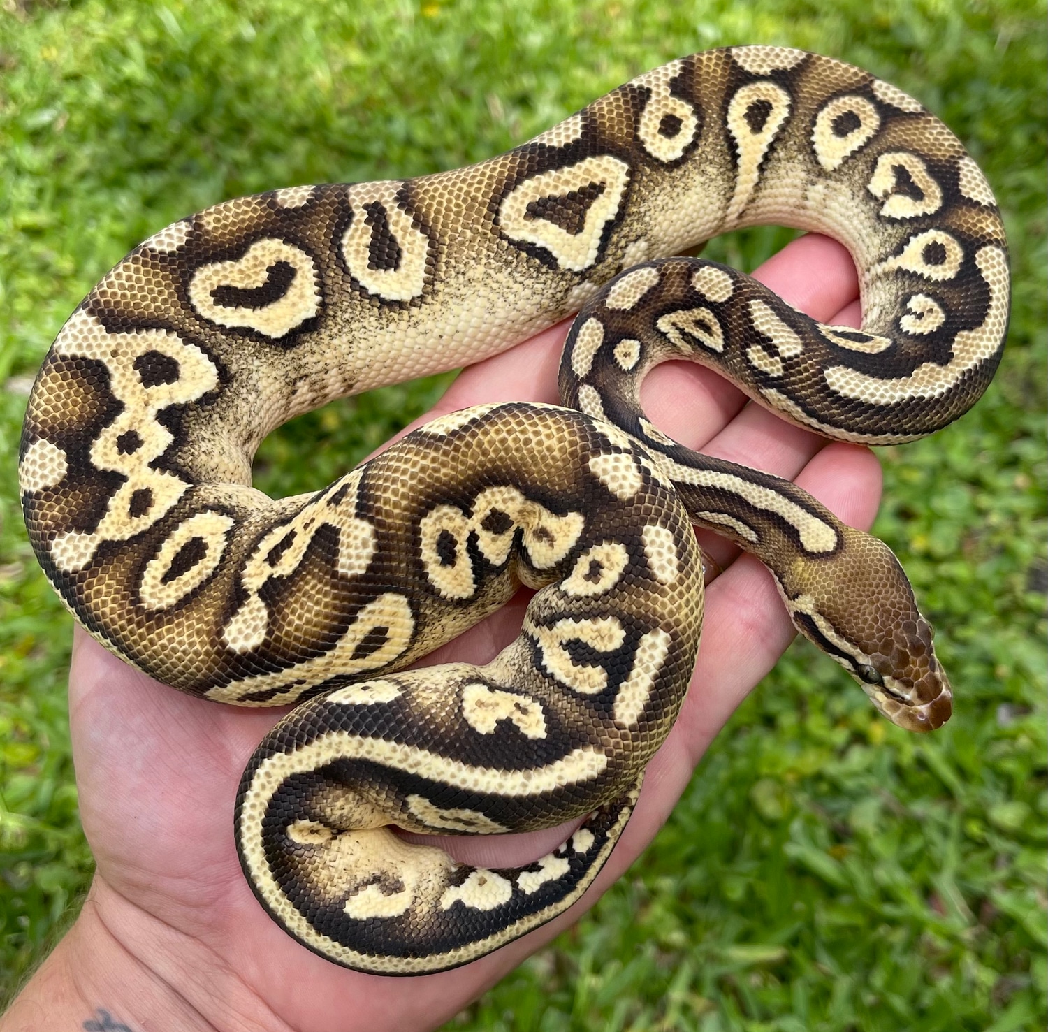 Gravel Pastel Mojave Ball Python by Constricted Reptiles - MorphMarket