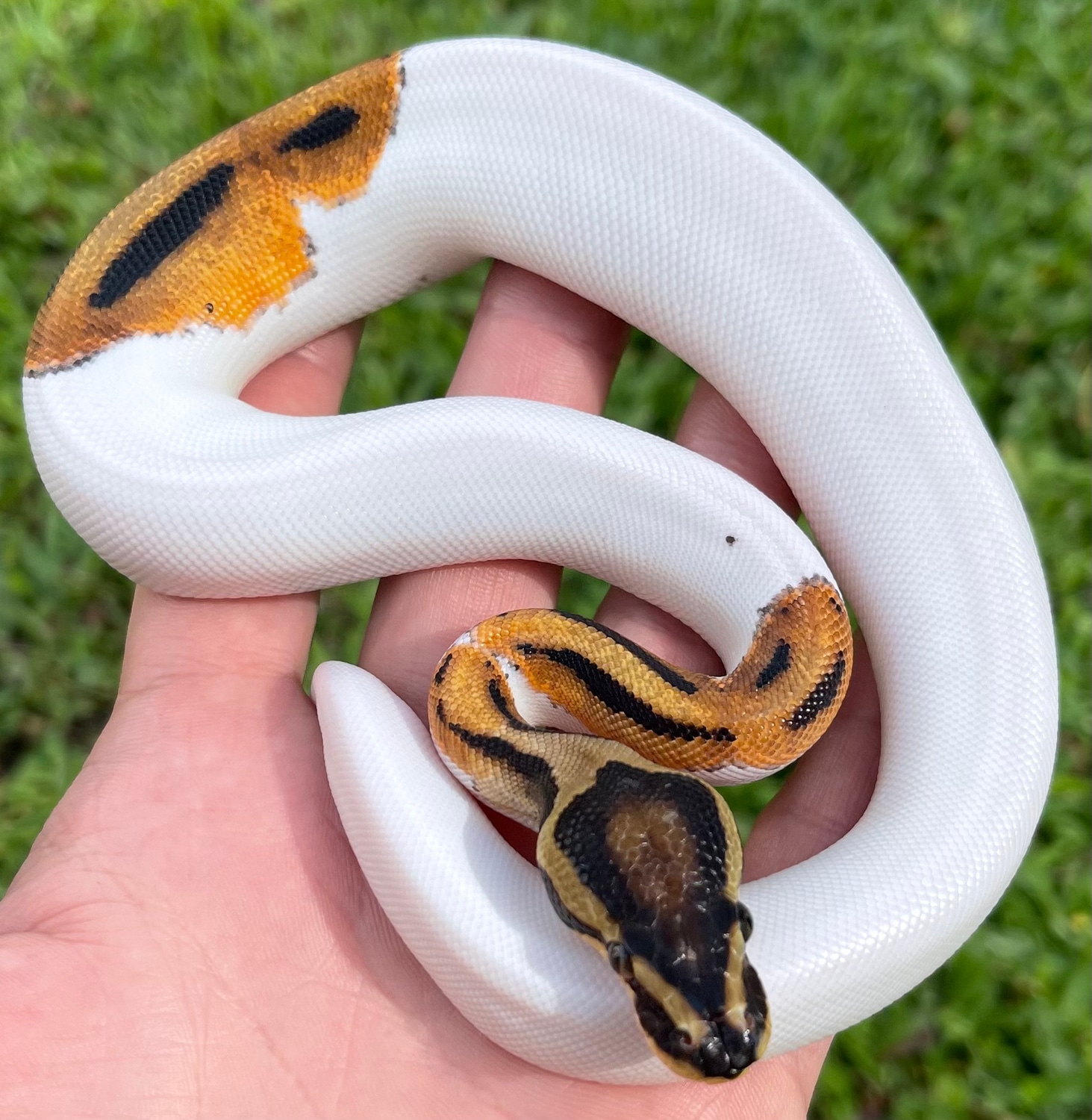 Orange Dream Pied 50% Het Albino Ball Python by Constricted Reptiles ...
