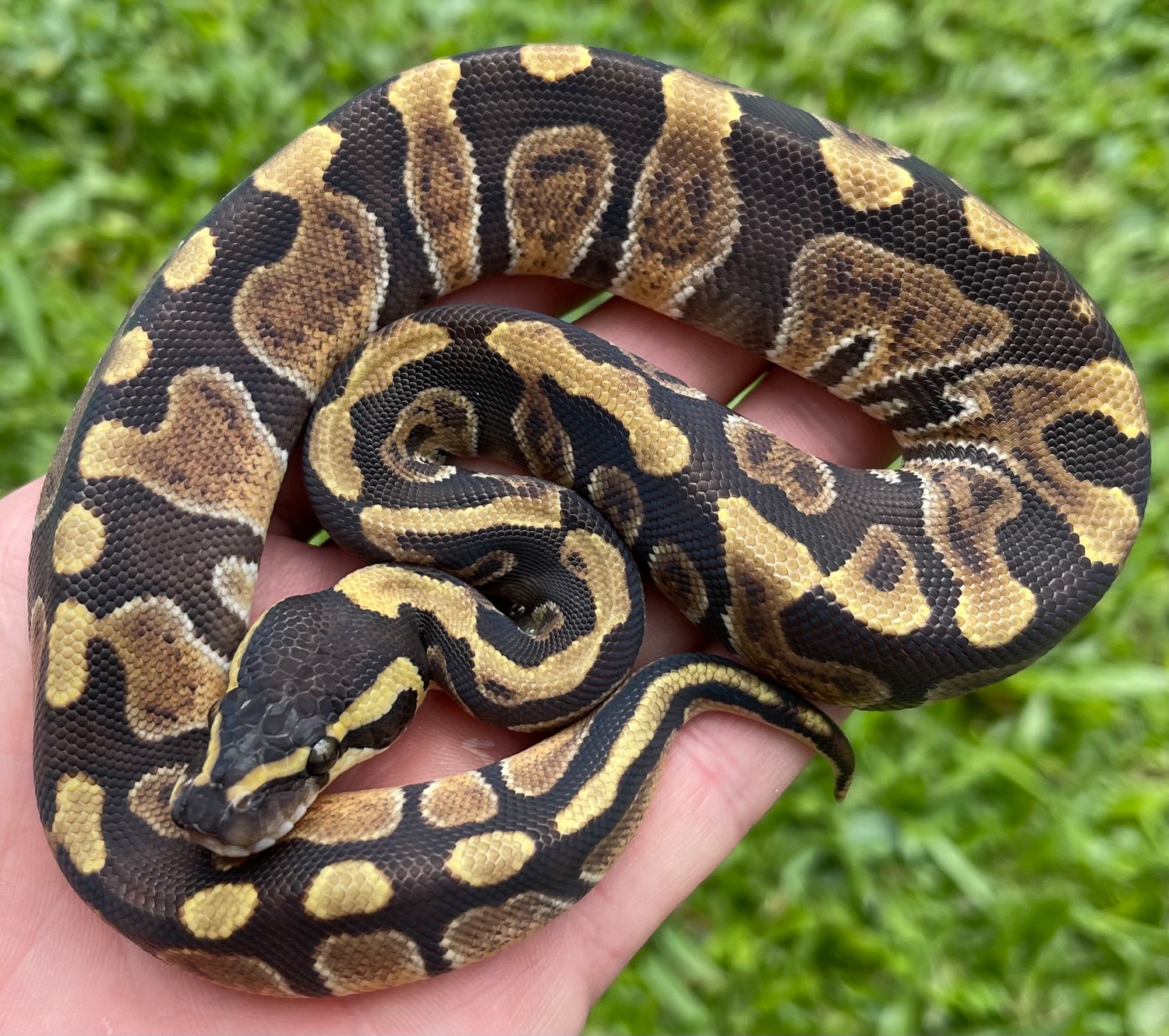 Ghi Enchi Het Lavender Ball Python by Constricted Reptiles - MorphMarket