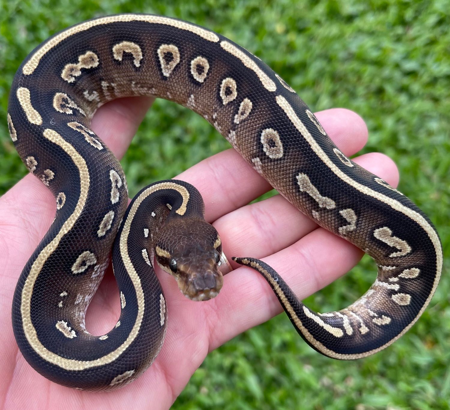 Mahogany Mojave Yb Ball Python by Constricted Reptiles - MorphMarket