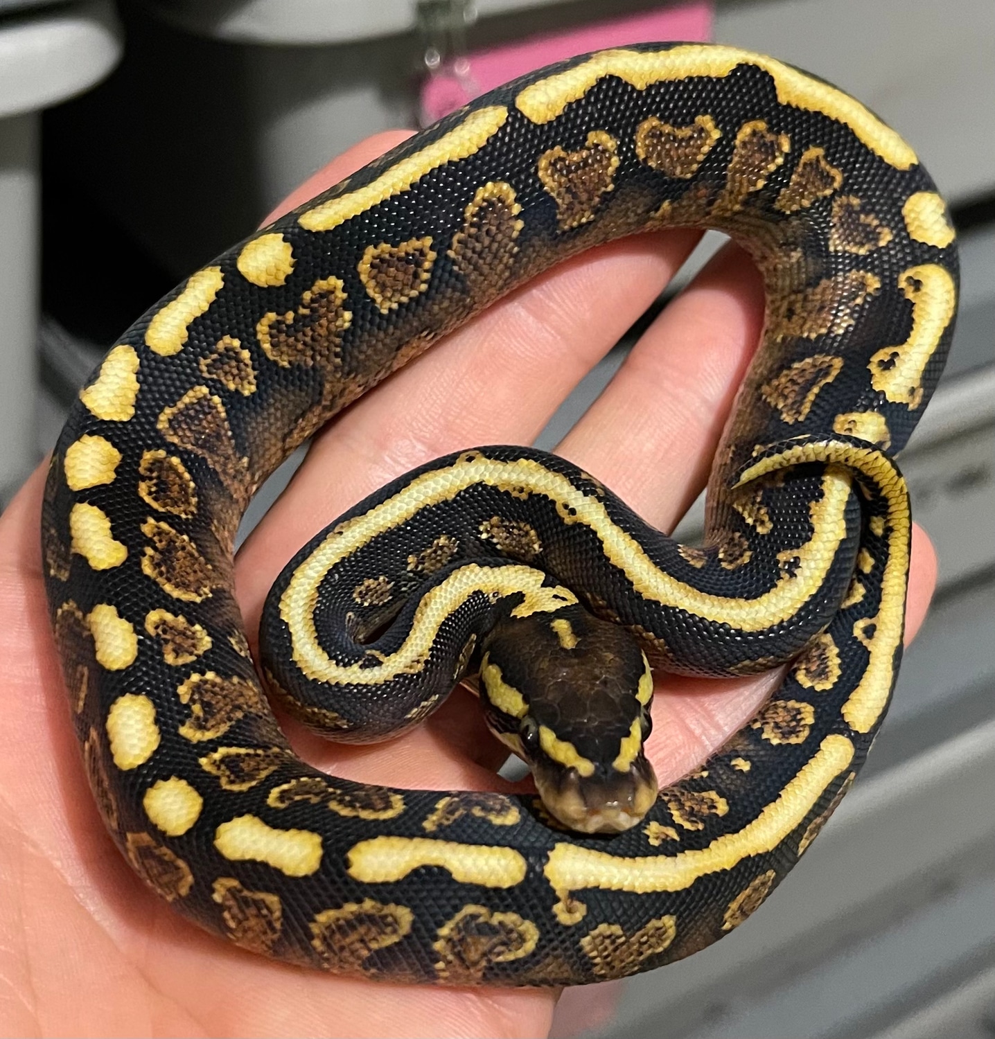Ghi Spotnose Yb Ball Python by Constricted Reptiles - MorphMarket