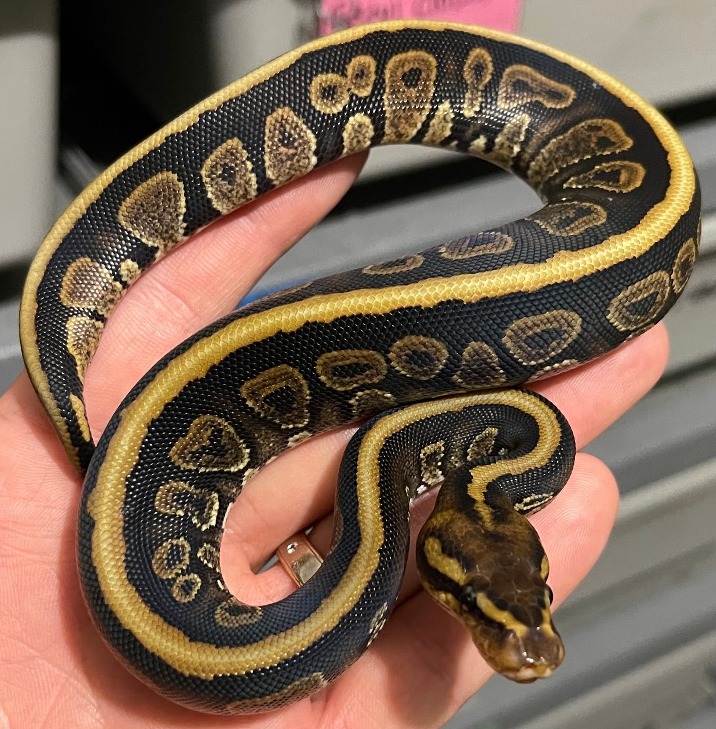 Gaia Spotnose Mojave Ball Python by Constricted Reptiles - MorphMarket