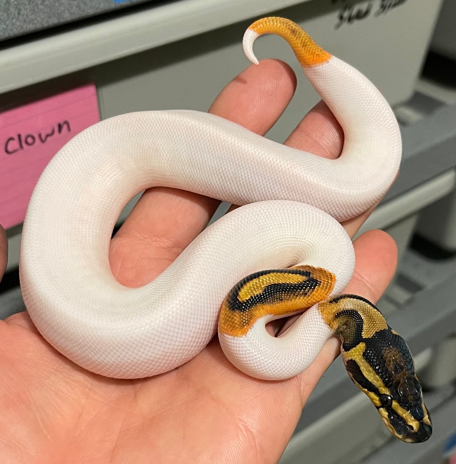 Orange Dream Pied Het Clown Ball Python by Constricted Reptiles ...
