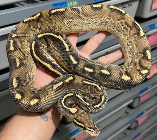 Super Gravel Ball Python by Constricted Reptiles