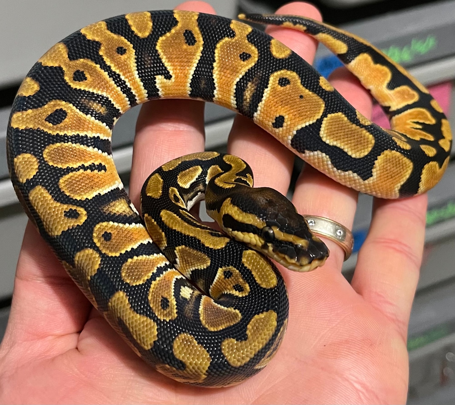 Orange Dream Double Het Clown Pied Ball Python by Constricted Reptiles ...