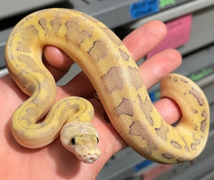 Constricted Reptiles - MorphMarket