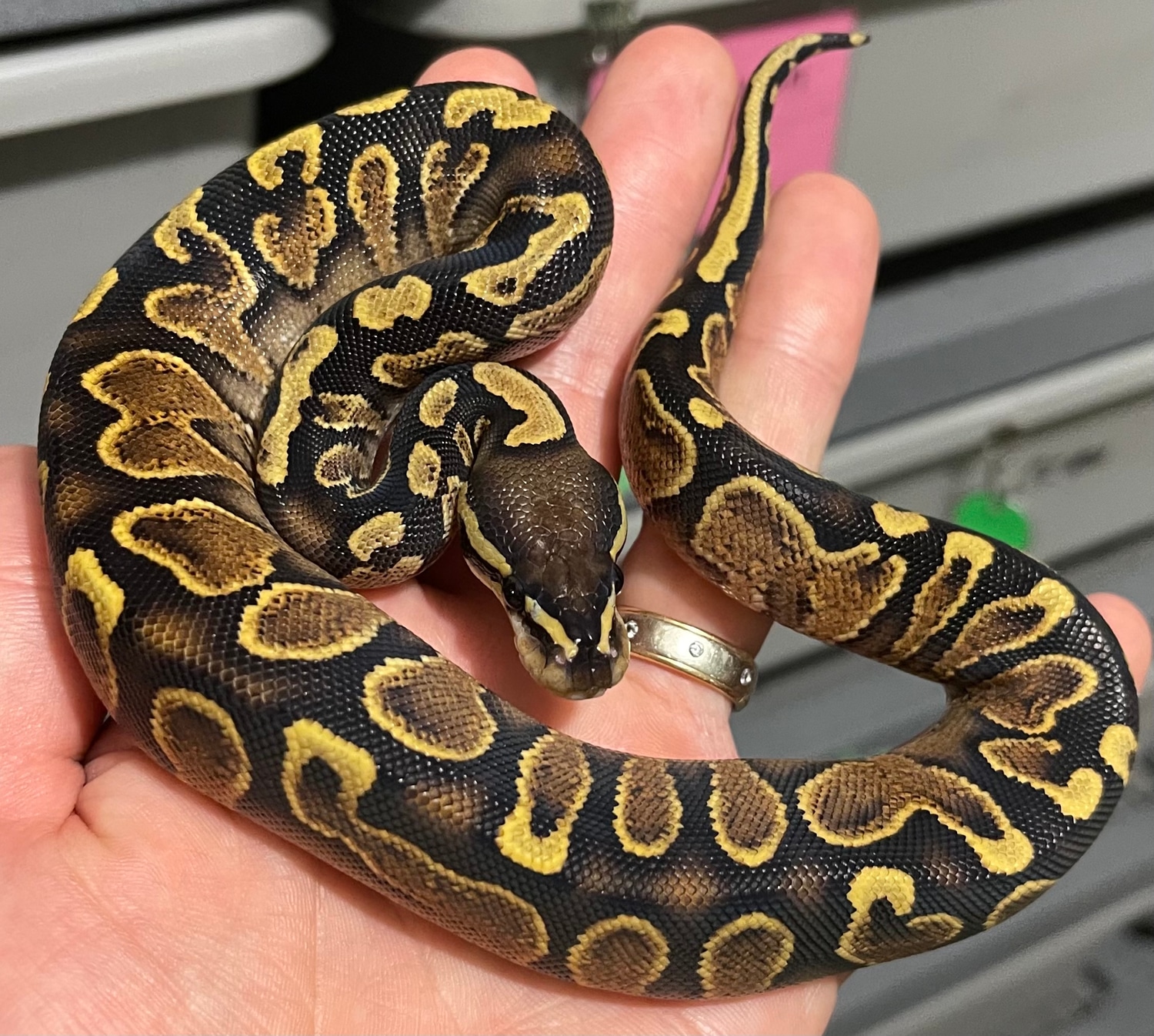 Ghi Yellow Belly Ball Python by Constricted Reptiles - MorphMarket