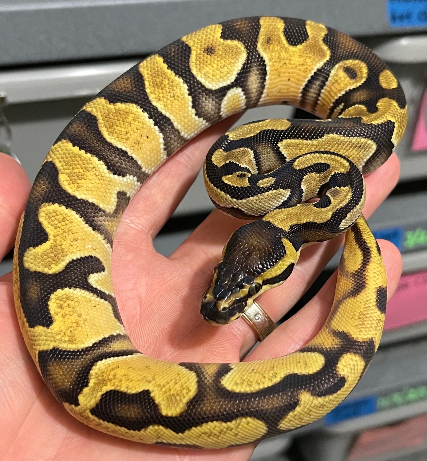 Orange Dream Enchi Het Pied 50% Het Clown Ball Python by Constricted ...