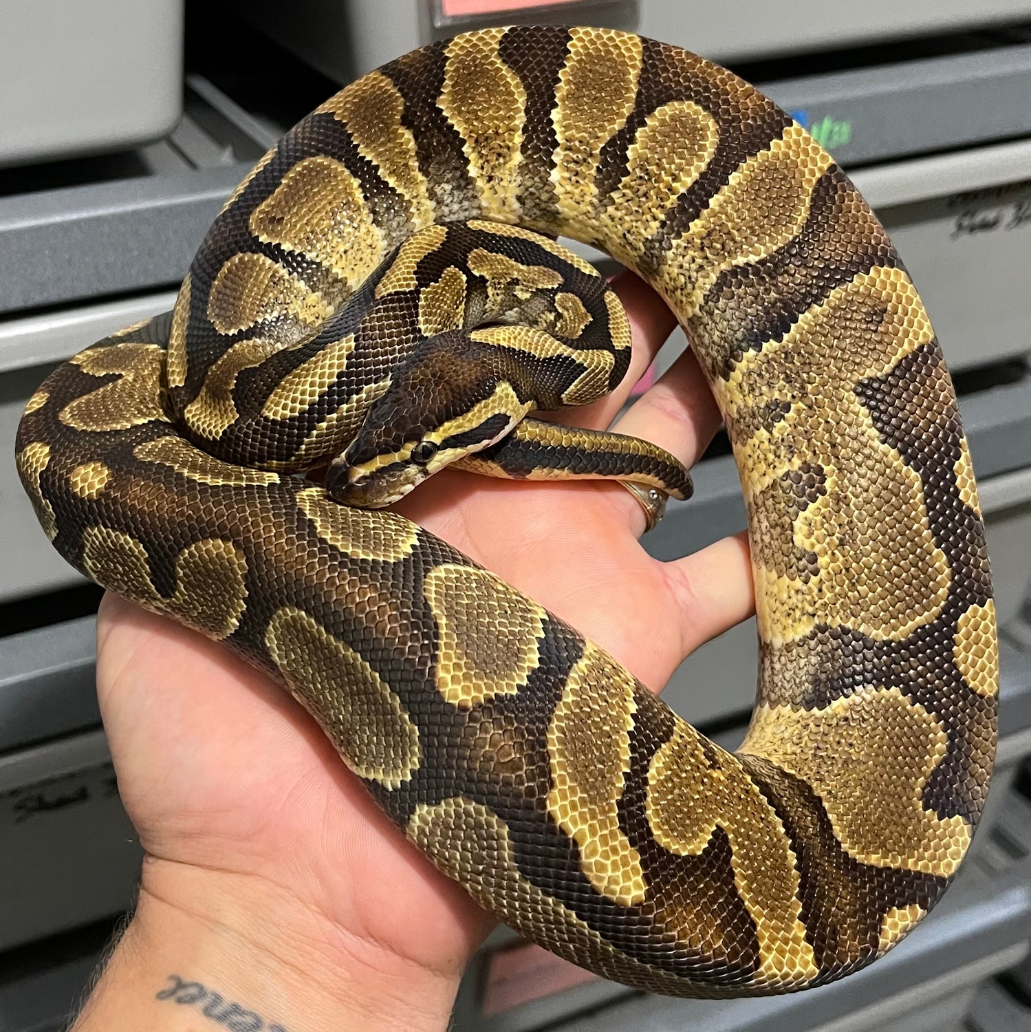 Enchi Gravel Ball Python by Constricted Reptiles - MorphMarket