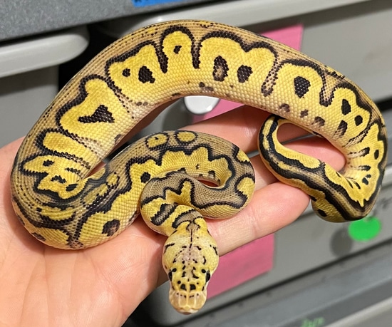 Pastel Clown Het Genetic Stripe Ball Python by Constricted Reptiles
