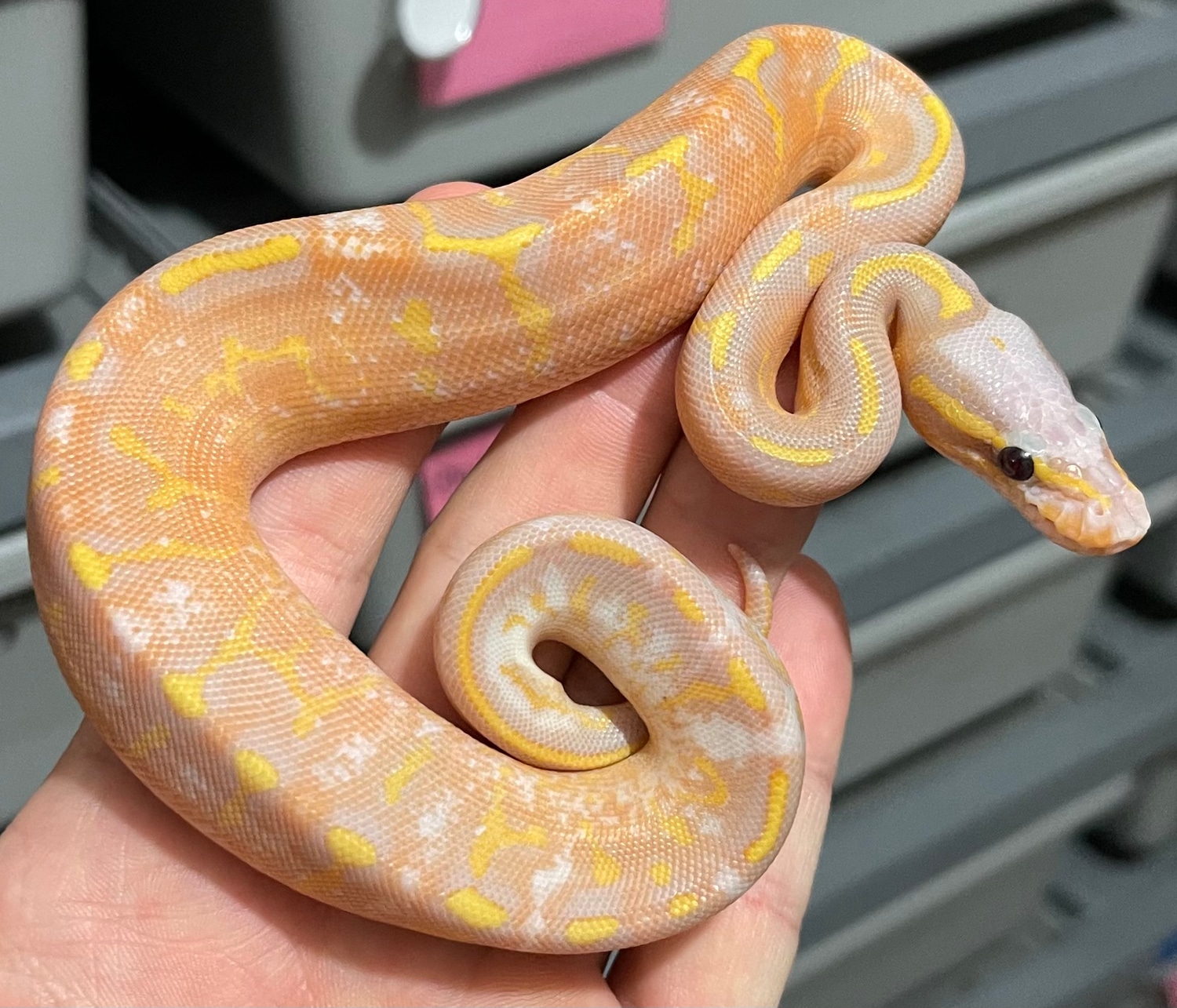 Coral Glow Super Gravel Ball Python by Constricted Reptiles - MorphMarket