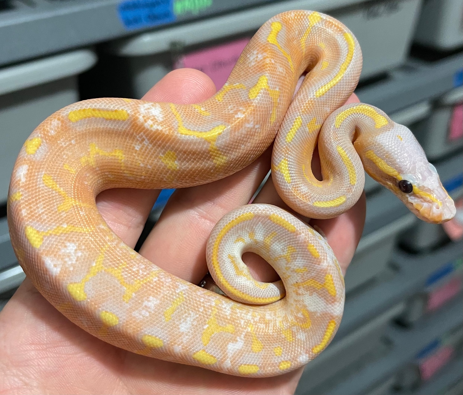 Coral Glow Super Gravel Ball Python by Constricted Reptiles - MorphMarket