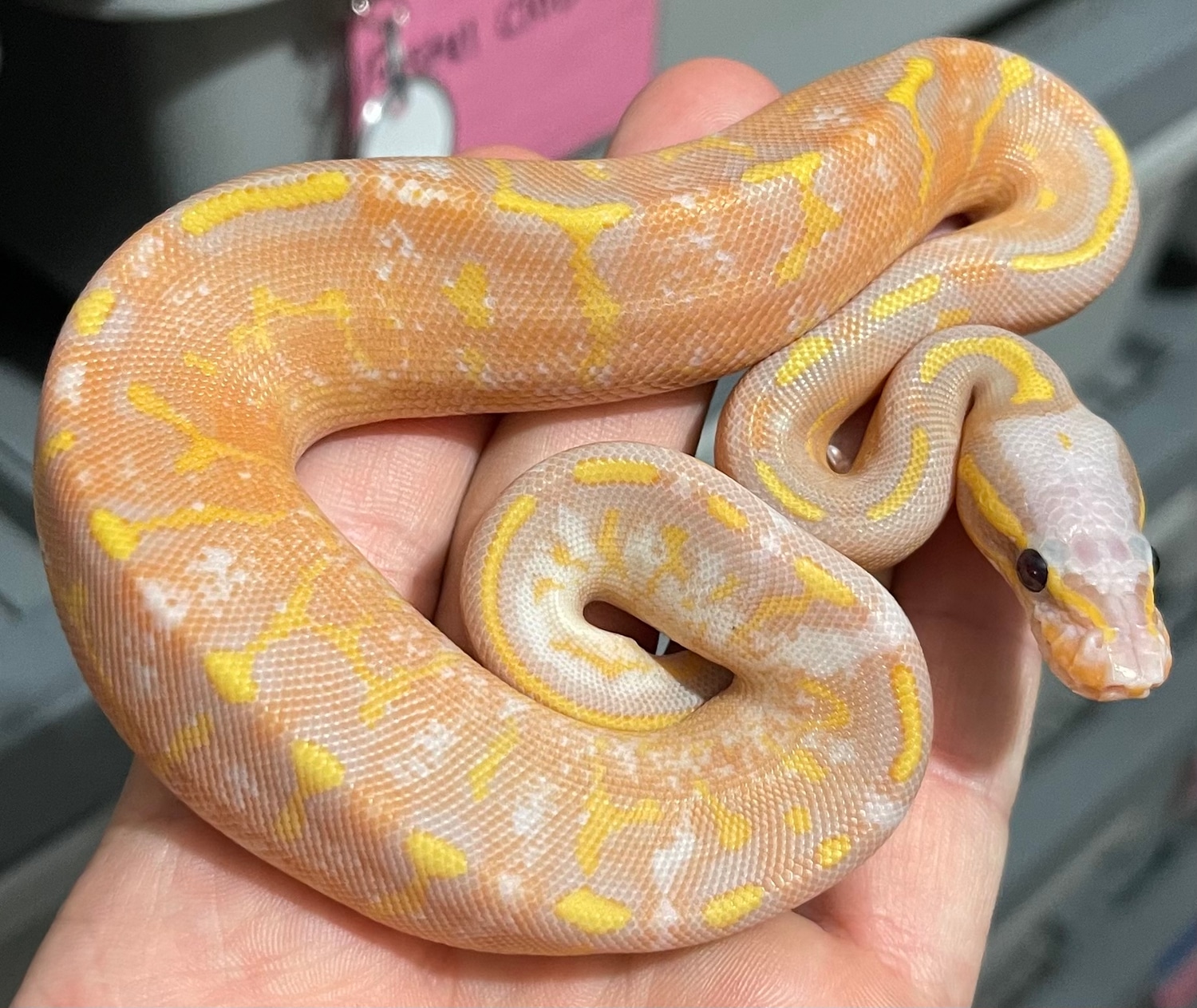 Coral Glow Super Gravel Ball Python by Constricted Reptiles - MorphMarket