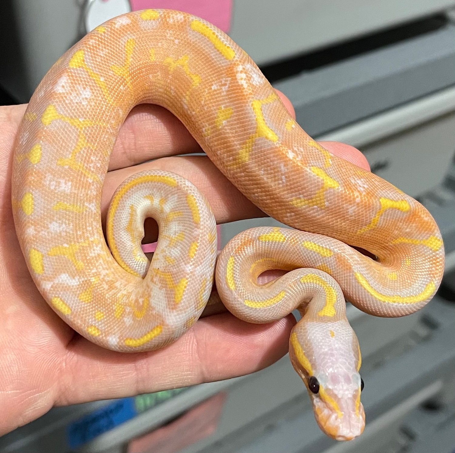 Coral Glow Super Gravel Ball Python by Constricted Reptiles - MorphMarket
