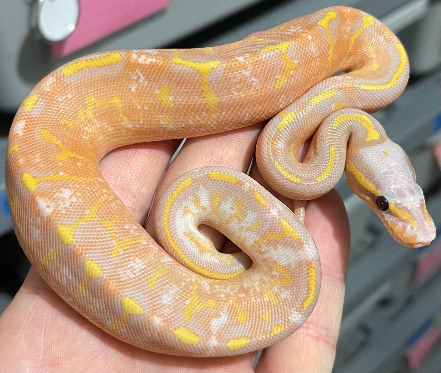 Coral Glow Super Gravel Ball Python by Constricted Reptiles - MorphMarket