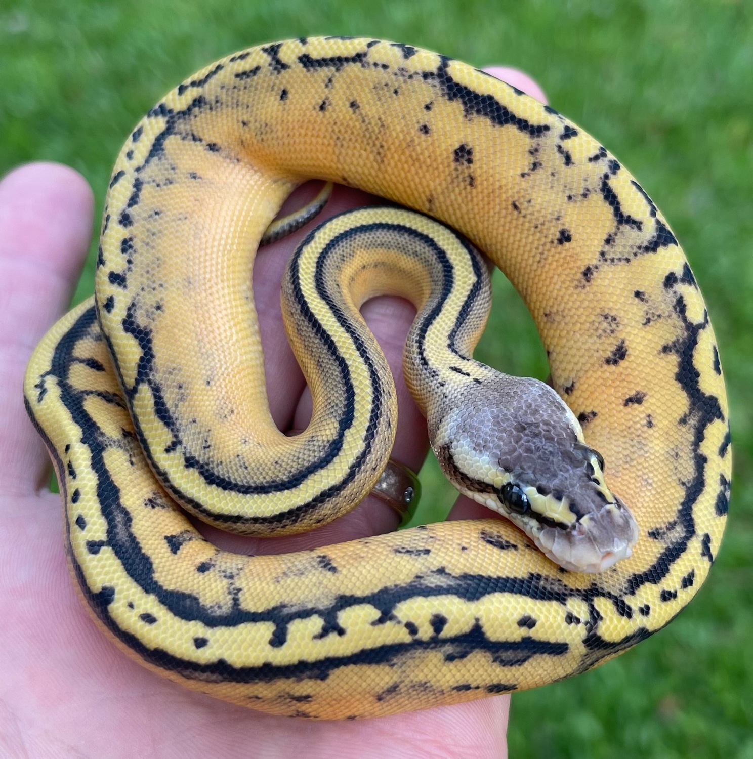 Acid Super Pastel Genetic Stripe Ball Python by Constricted Reptiles ...