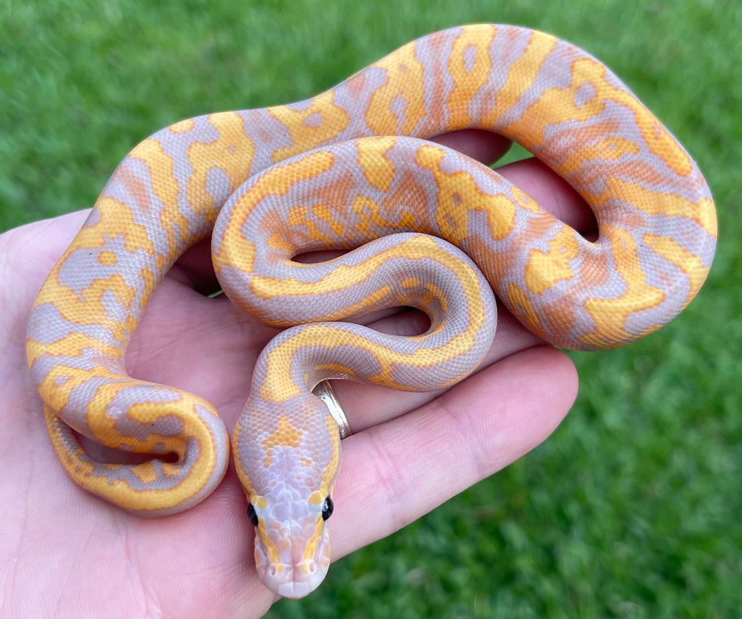 (Female Maker) Coral Glow Acid Yb/gravel Ball Python by Constricted ...