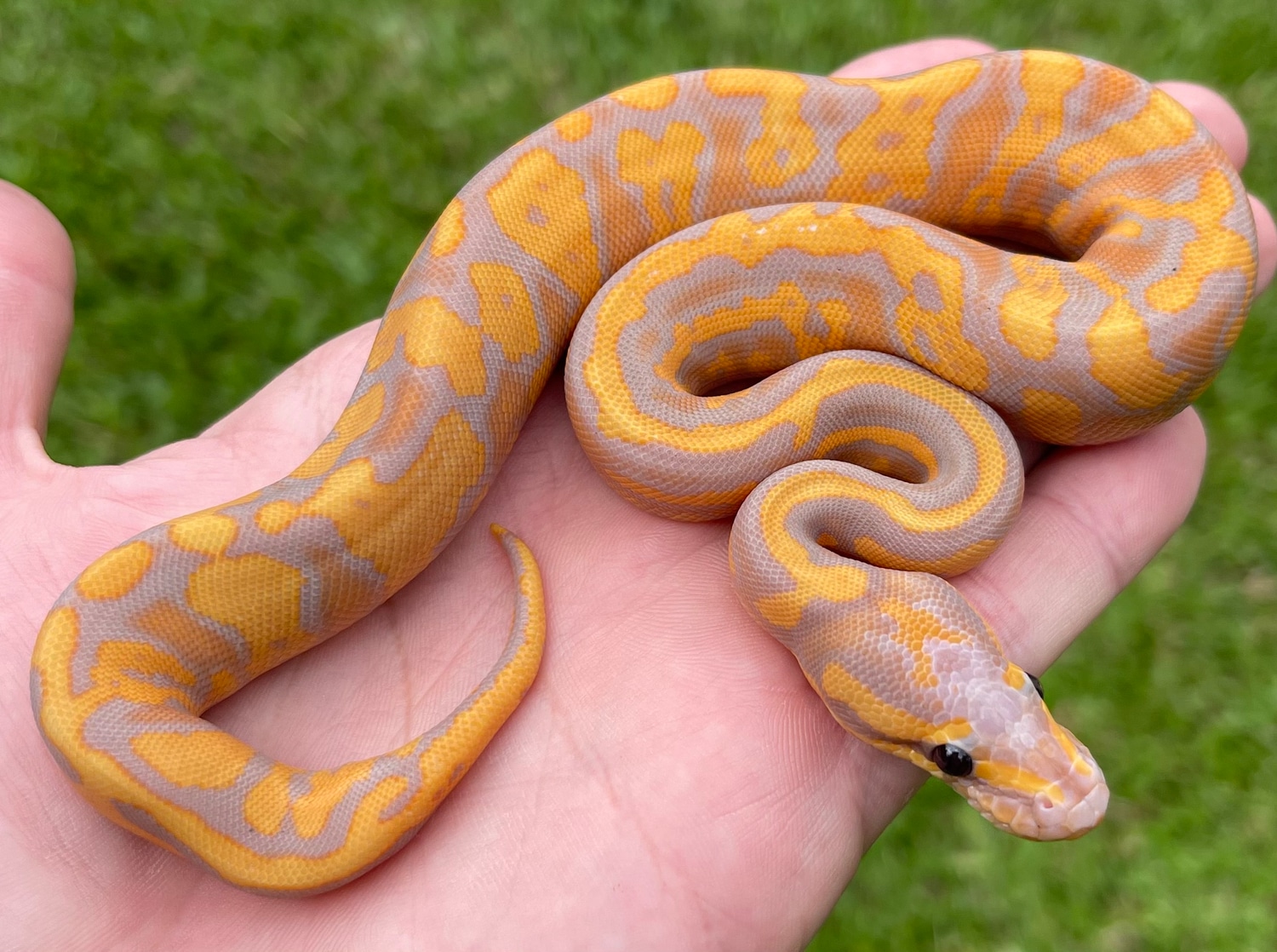 Acid Coral Glow Yb/gravel Ball Python by Constricted Reptiles - MorphMarket