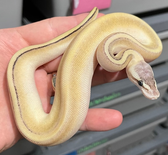 Pastel Butter Genetic Stripe Het Clown Ball Python by Constricted Reptiles