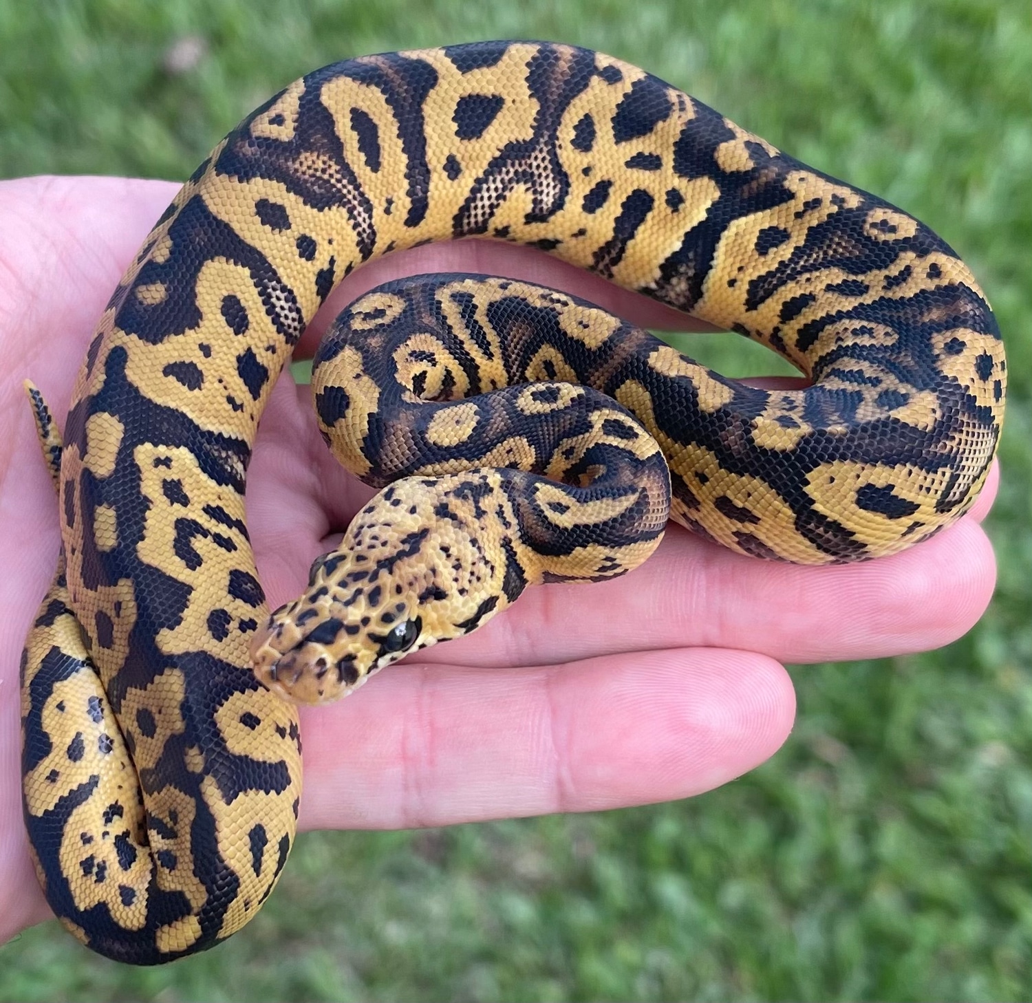 Acid Pastel Clown Ball Python by Constricted Reptiles - MorphMarket
