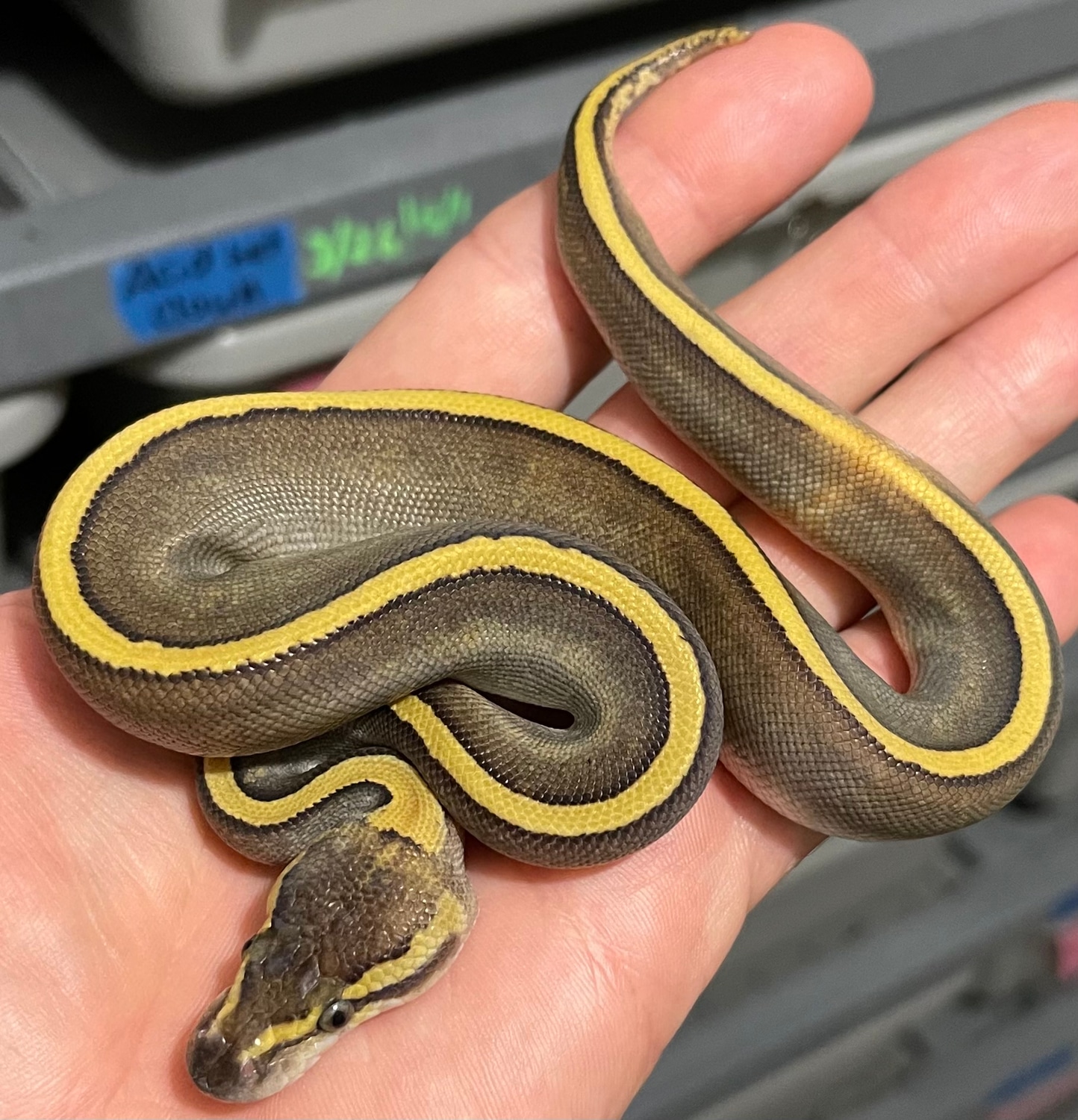 Ghi Mojave Pinstripe Yb Double Het Clown Pied Ball Python by ...