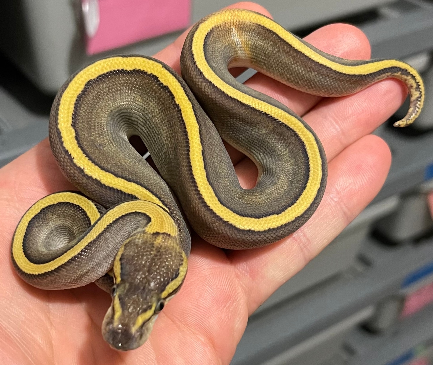 Ghi Mojave Pinstripe Yb Double Het Clown Pied Ball Python by ...