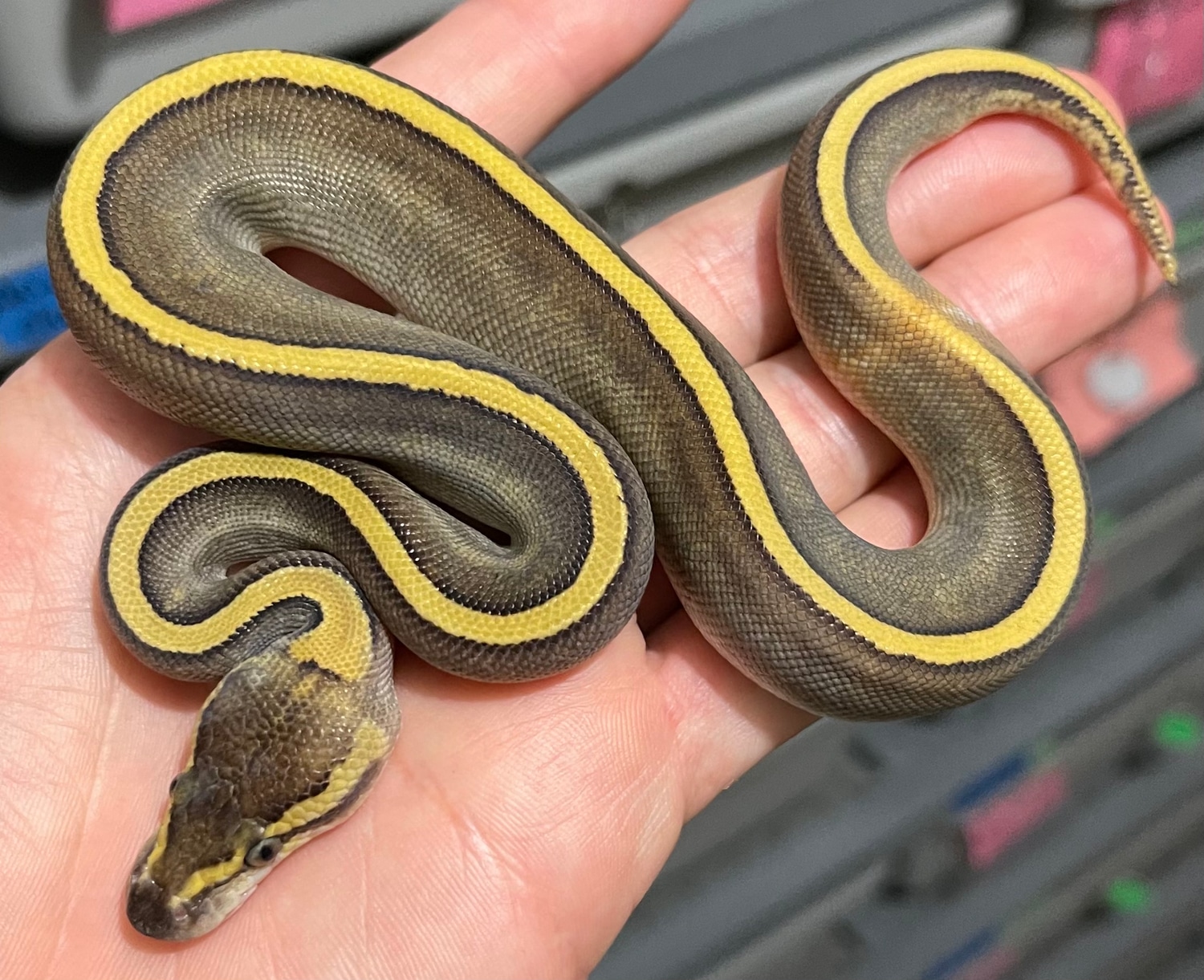 Ghi Mojave Pinstripe Yb Double Het Clown Pied Ball Python by ...