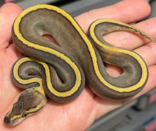 Ghi Mojave Pinstripe Yb Double Het Clown Pied Ball Python by Constricted Reptiles - MorphMarket