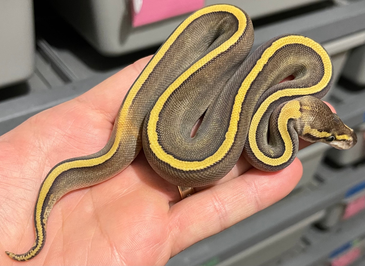Ghi Mojave Pinstripe Yb Double Het Clown Pied Ball Python by ...
