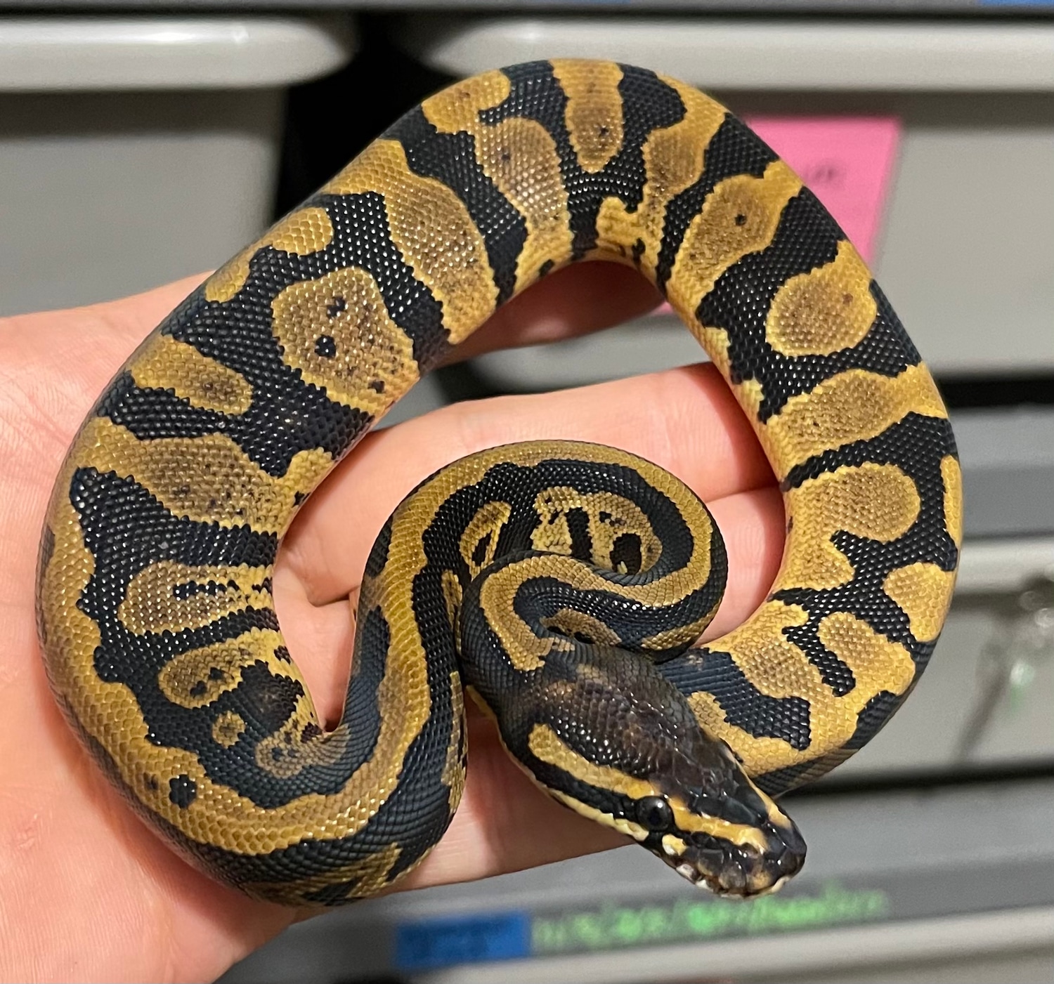Acid 66% Het Clown Ball Python by Constricted Reptiles - MorphMarket