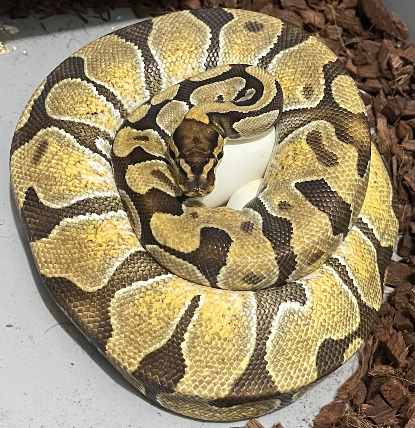 Hypo Het Puzzle Ball Python by Constricted Reptiles - MorphMarket