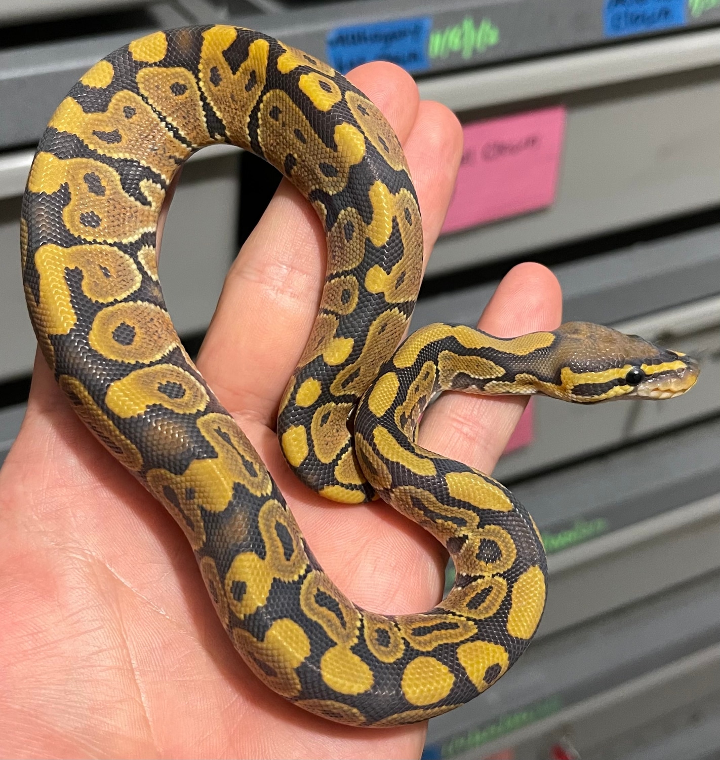 Hypo Het Puzzle Ball Python by Constricted Reptiles - MorphMarket