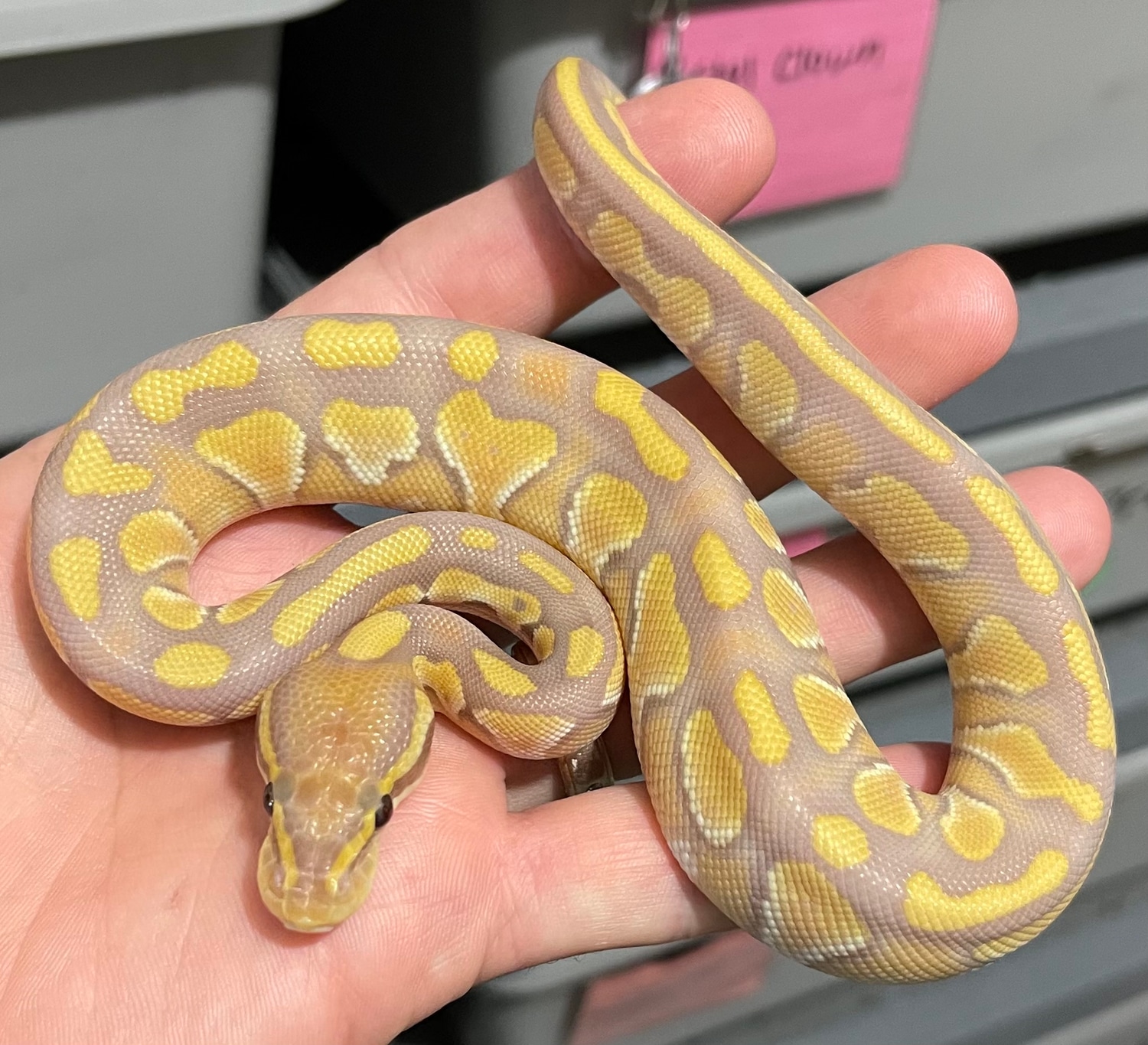 Lesser Ultramel Ball Python by Constricted Reptiles - MorphMarket