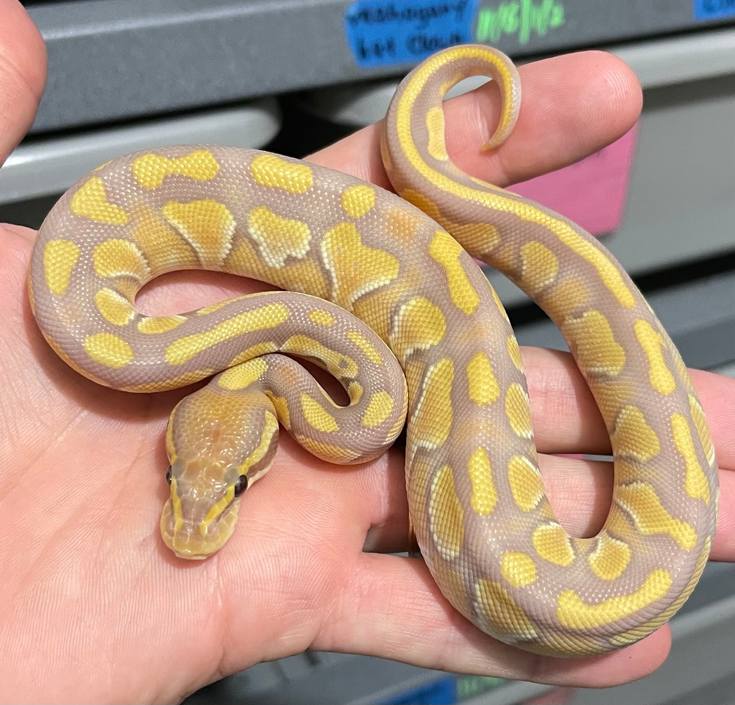 Lesser Ultramel Ball Python by Constricted Reptiles - MorphMarket