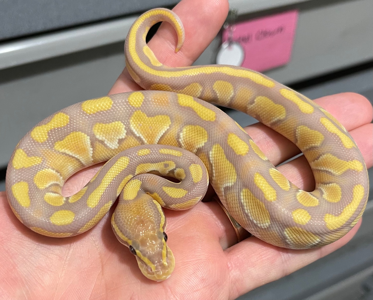 Lesser Ultramel Ball Python by Constricted Reptiles - MorphMarket