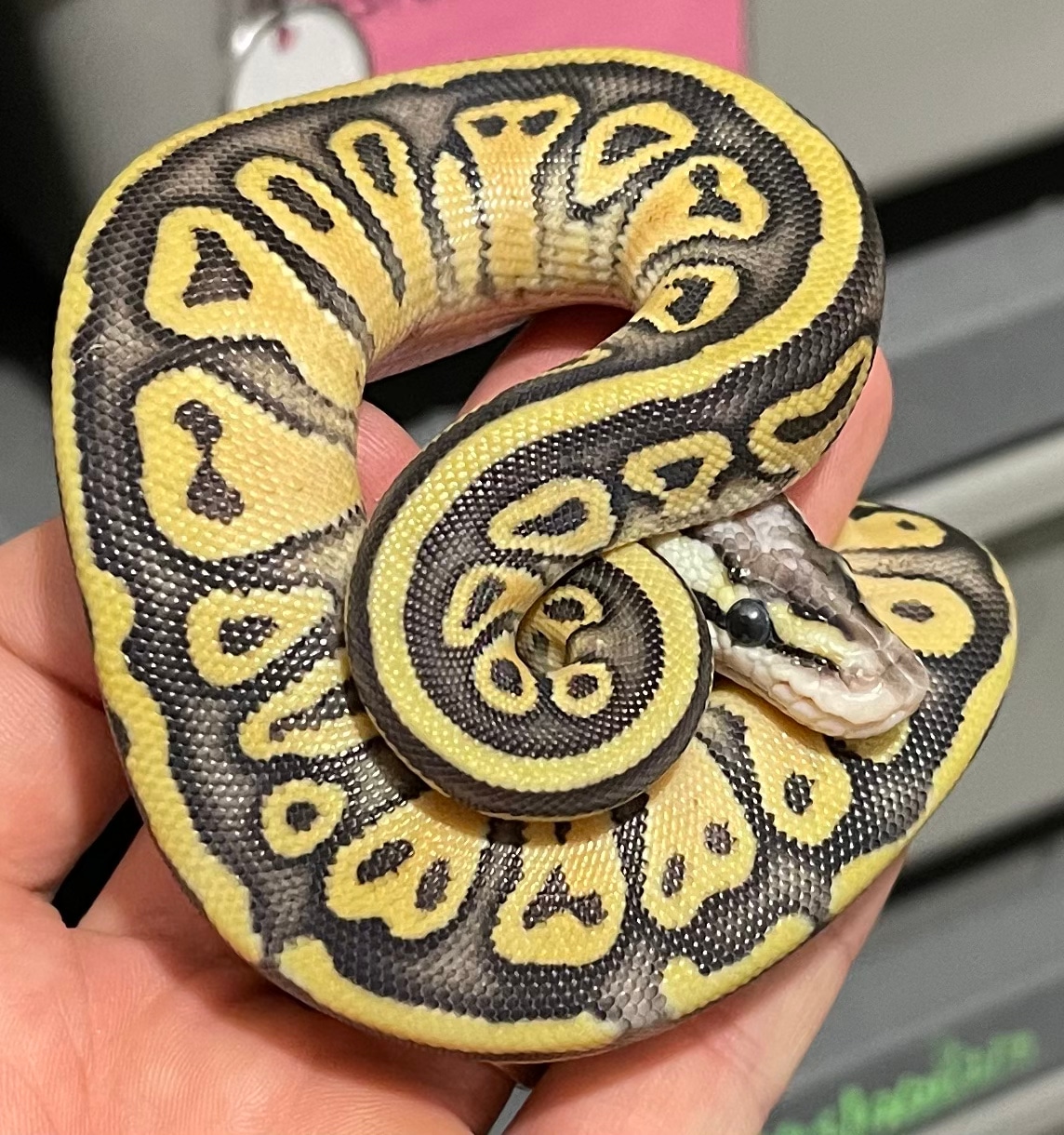 Super Pastel Double Het Clown Genetic Stripe Ball Python by Constricted ...