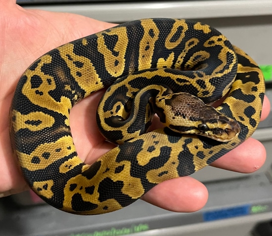 Acid Pastel 100% Het Clown Ball Python by Constricted Reptiles